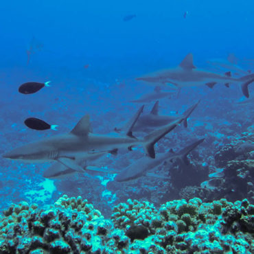 Swarming sharks ‹ Benjamin Zukerman Photography
