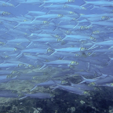 Shoal of Pacific Ladyfishes ‹ Benjamin Zukerman Photography